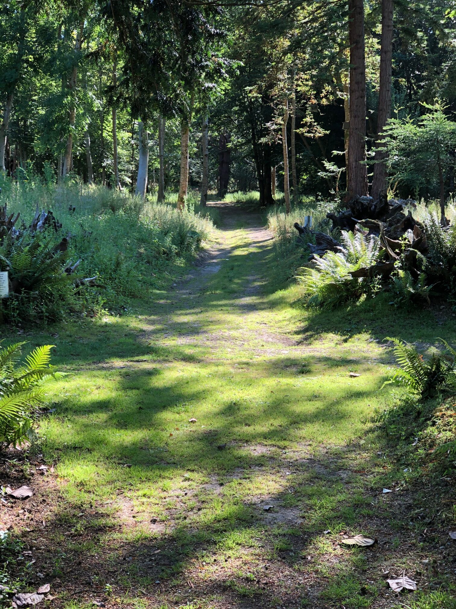 The Pinetum – Enys