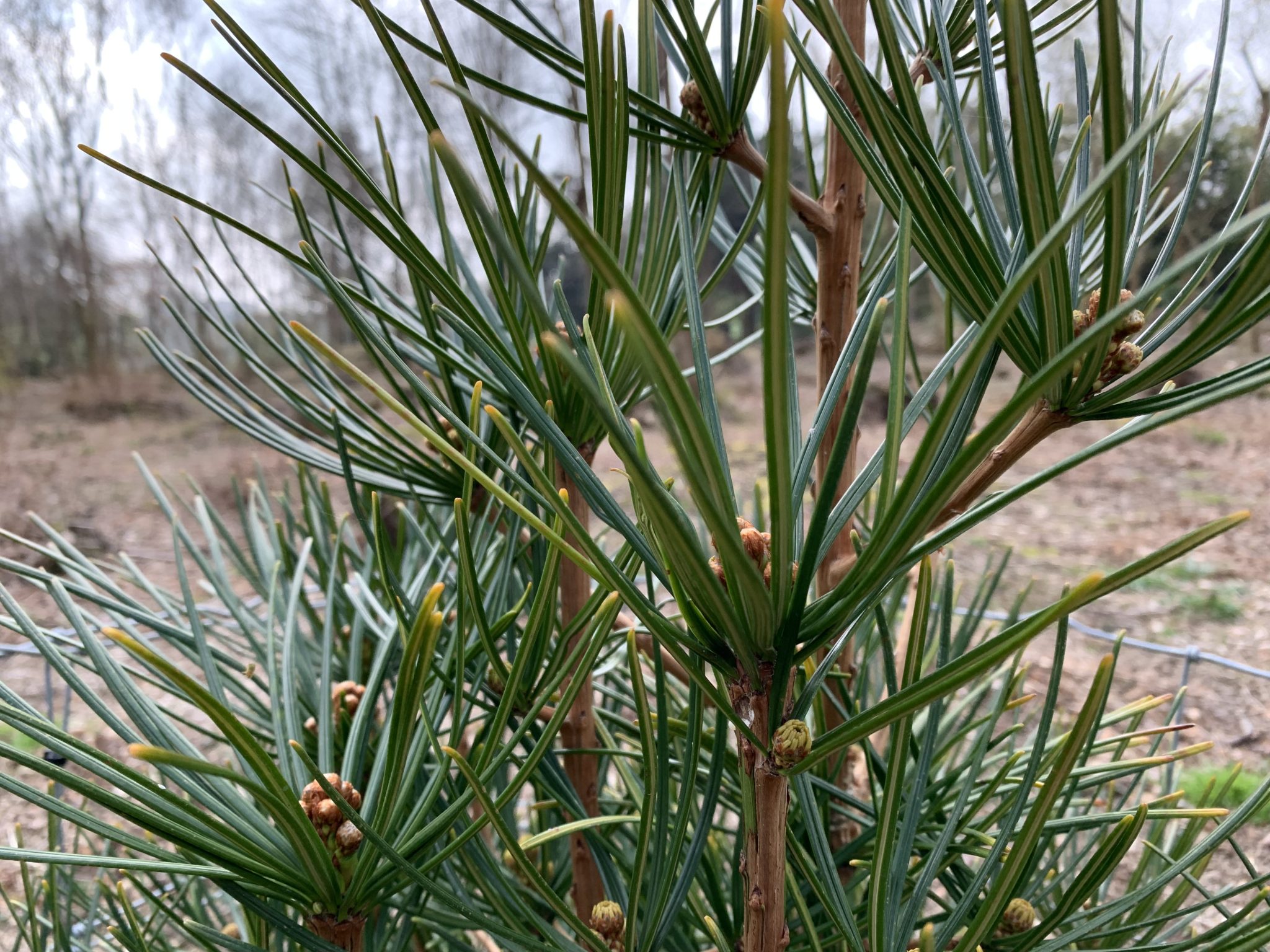 The Pinetum - Enys